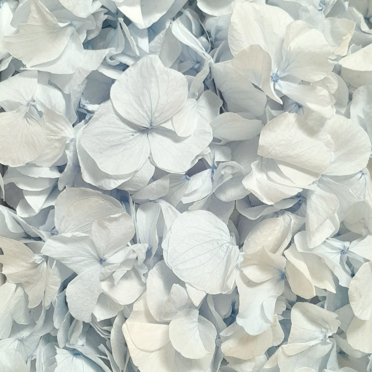 white hydrangea confetti