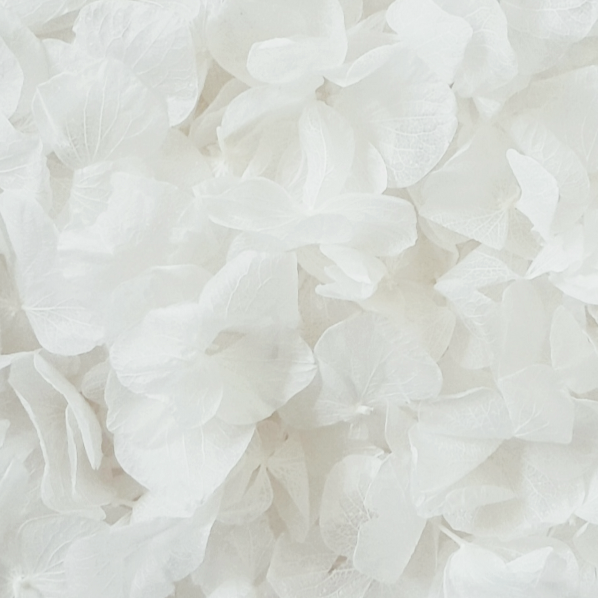 Biodegradable Flower Confetti - Wedding Confetti - Love Confetti – Love ...