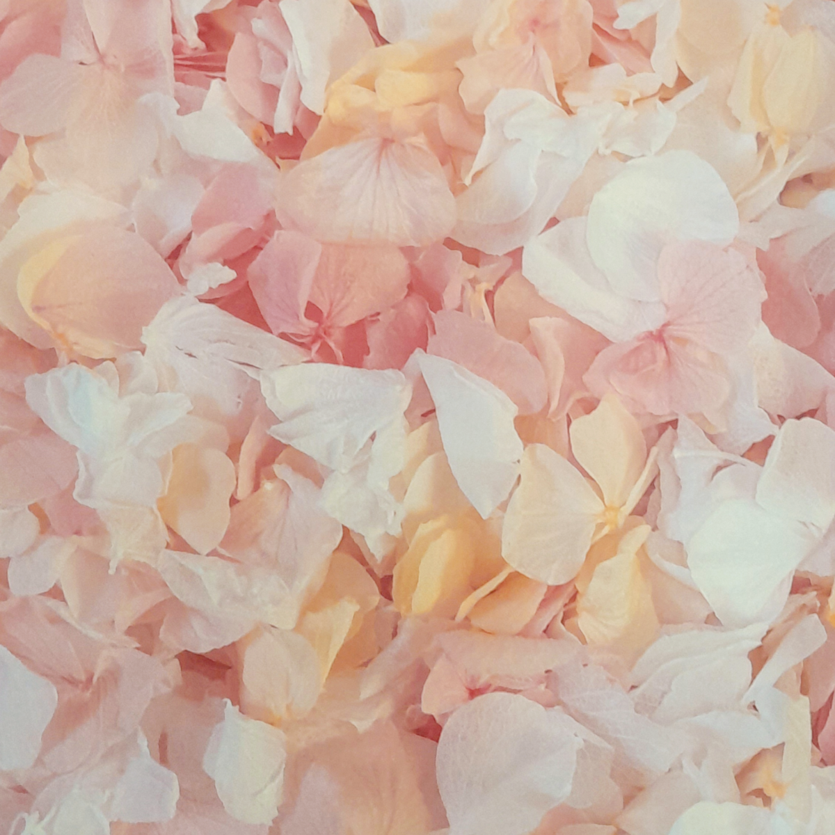 Pastel Dreams Hydrangea Petals - Flower Confetti - Wedding Confetti ...